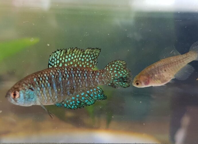 Descubrieron una nueva especie de pez en una Reserva Natural de ...